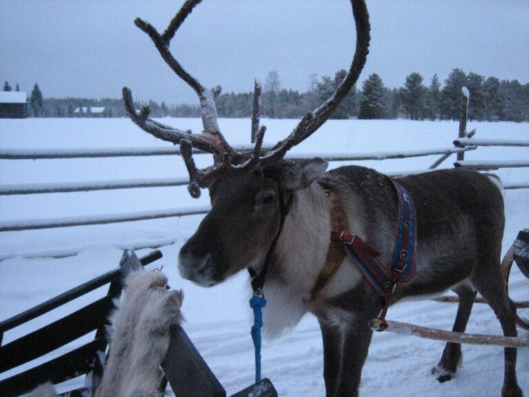 赤鼻のトナカイは実在するの？トナカイの特徴を紹介 | いきものバンザイ